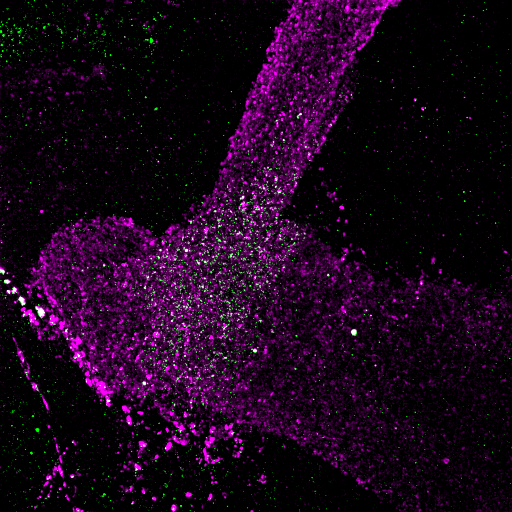 Berry Lab – Department of Biological Sciences, The University of Alberta