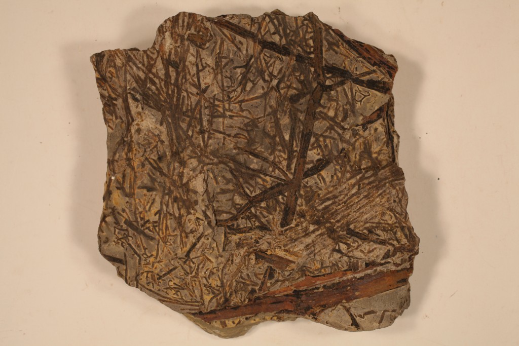 Lab 06 Introduction to ferns, Marattiales, Ophioglossales, Paleozoic ...