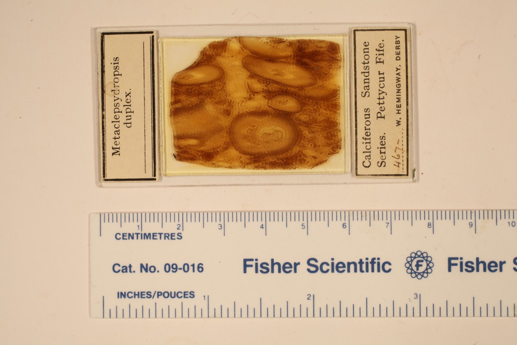 Lab 06 Introduction to ferns, Marattiales, Ophioglossales, Paleozoic ...