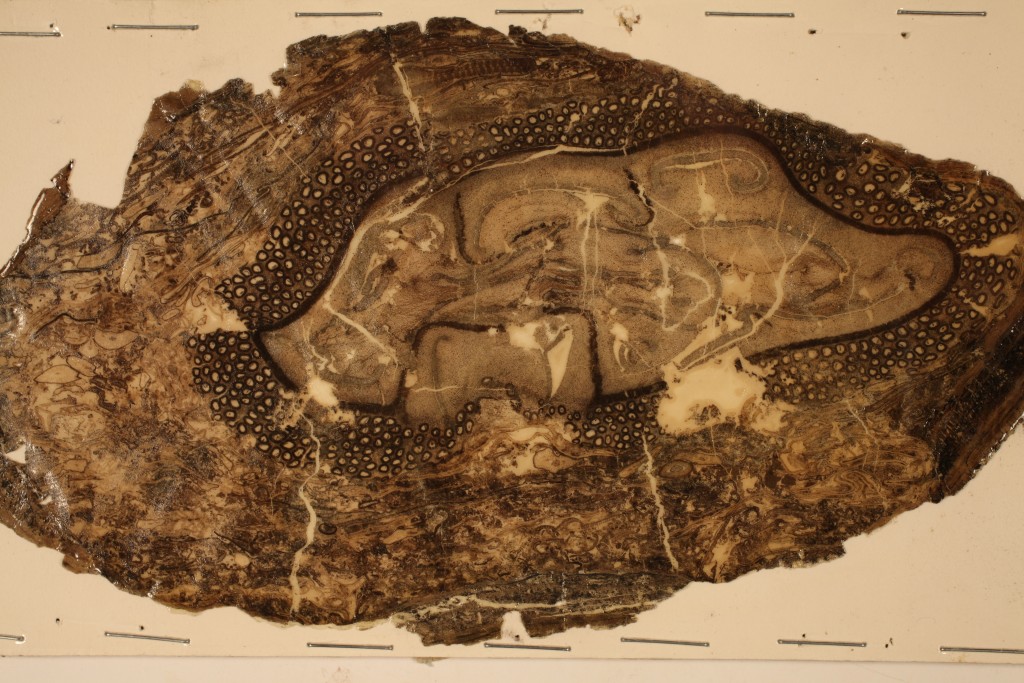 Lab 06 Introduction to ferns, Marattiales, Ophioglossales, Paleozoic ...