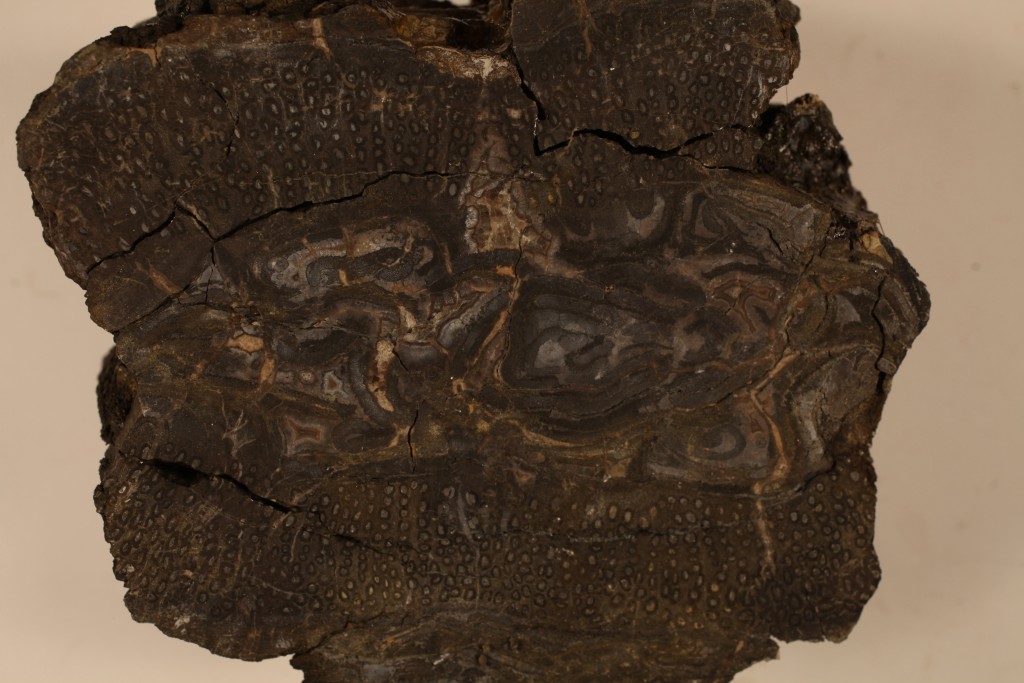 Lab 06 Introduction to ferns, Marattiales, Ophioglossales, Paleozoic ...