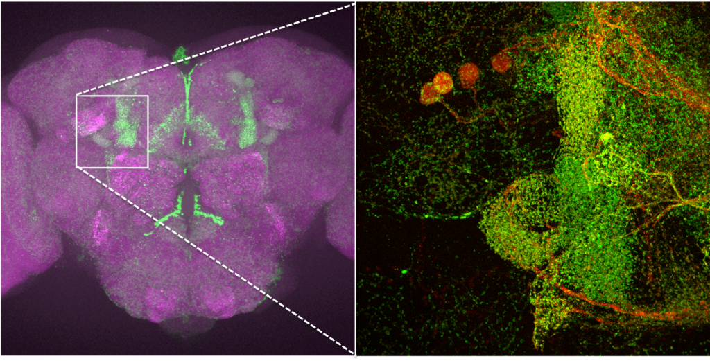ExpansionMicroscopy – Phan Lab
