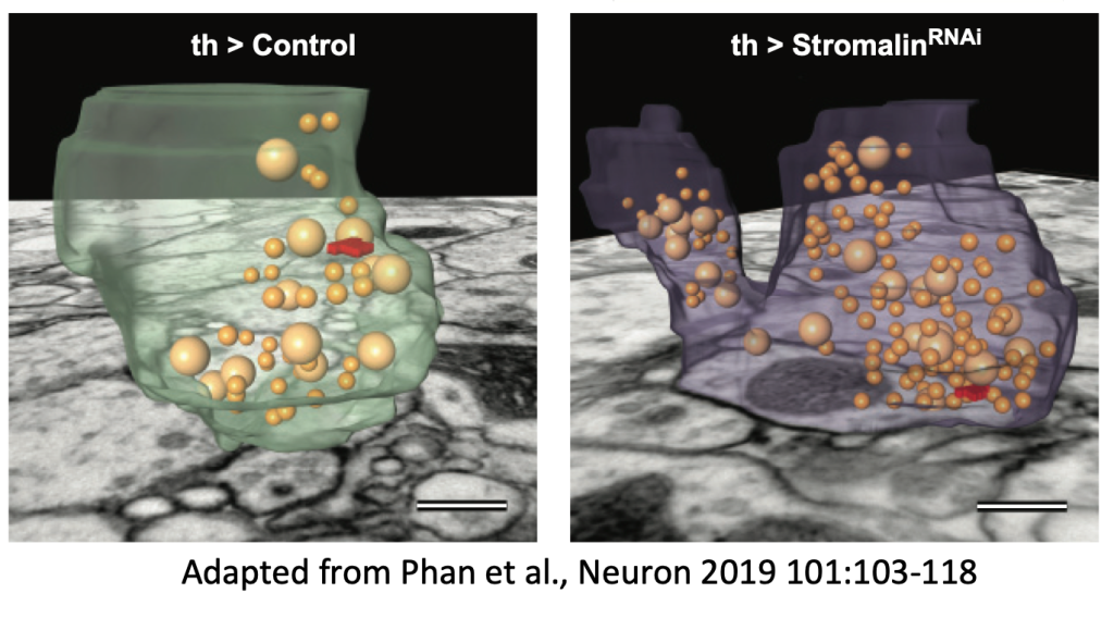 Research – Phan Lab