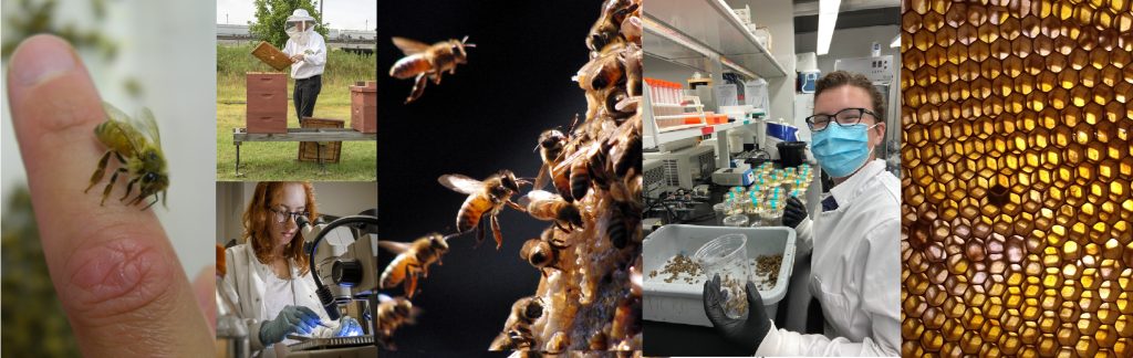 Rueppell Lab – Honey Bee Research at the University of Alberta